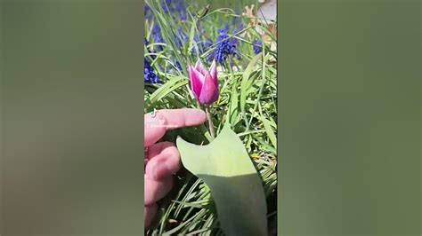 Tinnie Tiny Tulips🌷⚘️🥀 Youtube