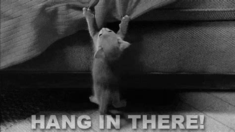 Hang In There  Hang Hang In There Cat Discover And Share S