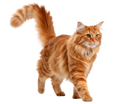 Orange Cat Pngs For Free Download