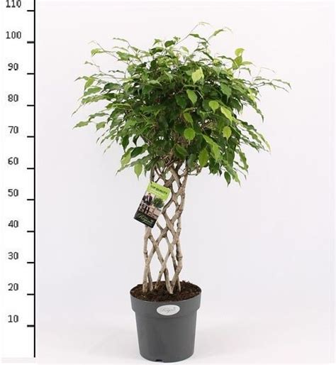 Ficus Benjamina ‘exotica Weeping Fig 24cm Pot Height 100cm Flat
