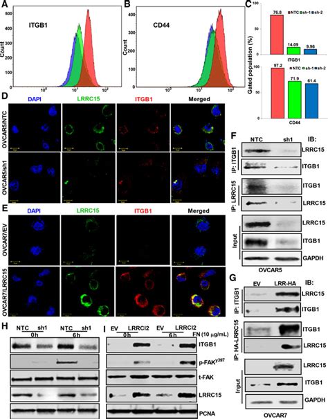Targeting Lrrc15 Inhibits Metastatic Dissemination Of Ovarian Cancer