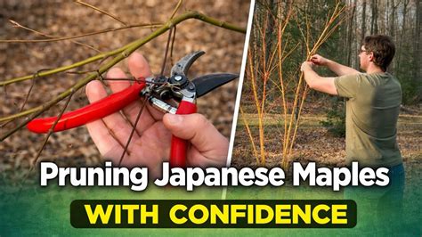 How To Prune Japanese Maples With Confidence Step By Step Guide Youtube