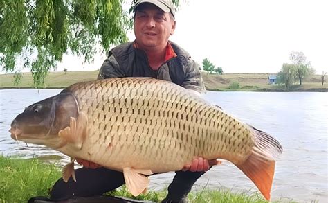 Taxa Acces Si Regulament Pescuit Sportiv Balta Corata 1