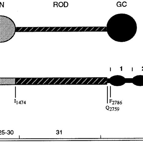 Schematic Model Of Plectin Function During Mitosis During Interphase