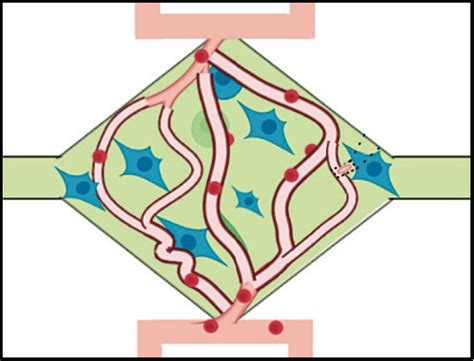 Engineering Vascularized Organoid On A Chip Models Aracari Biosciences