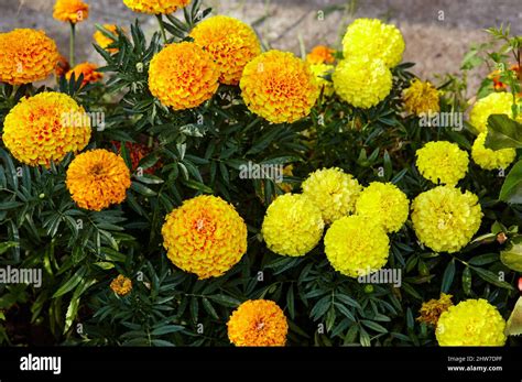 Tagetes Patula French Marigold Yellow Orange Flower Close Up Beautiful
