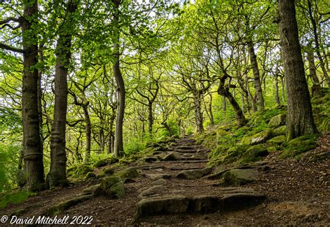 Padley Wood Dtm20109 David Mitchell Flickr