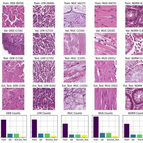 Image Tile Examples And Image Counts For Each Data Partition Set