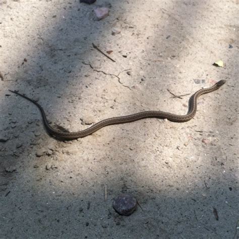 Western Terrestrial Garter Snake Project Noah