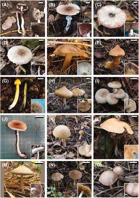 Fourteen Unrecorded Species Of Agaricales Underw Agaricomycetes