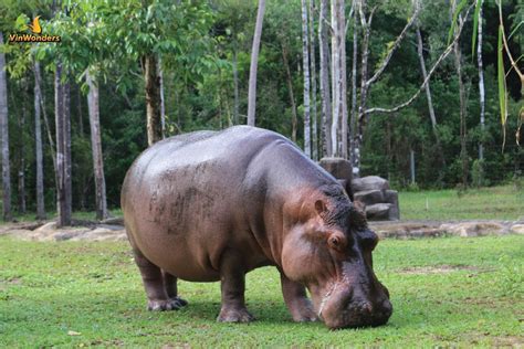 Phu Quoc Vinpearl Safari Zookeeper Tour Feed The Animals And Experience