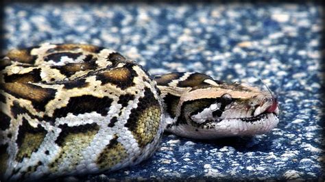 Roadkill 02 Python Eats Bird Time Lapse Youtube