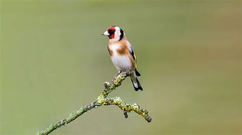 British Finches Identification Guide And Songs Woodland Trust