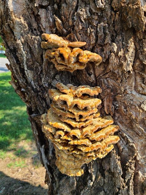 Need Help Identifying Found On Silver Maple R Mushroom