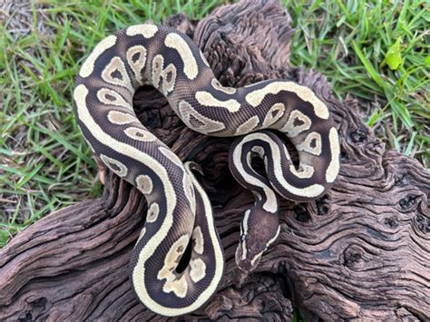 Mojave Arroyo Ball Python By Cypress Grove Reptiles