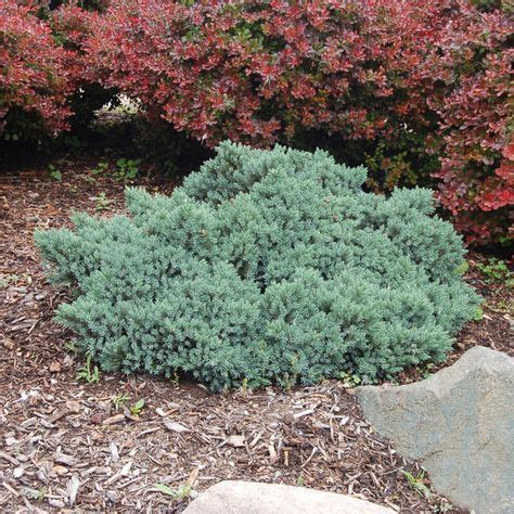 Blue Star Juniper Blue Star Juniperus Squamata Mygardenlife