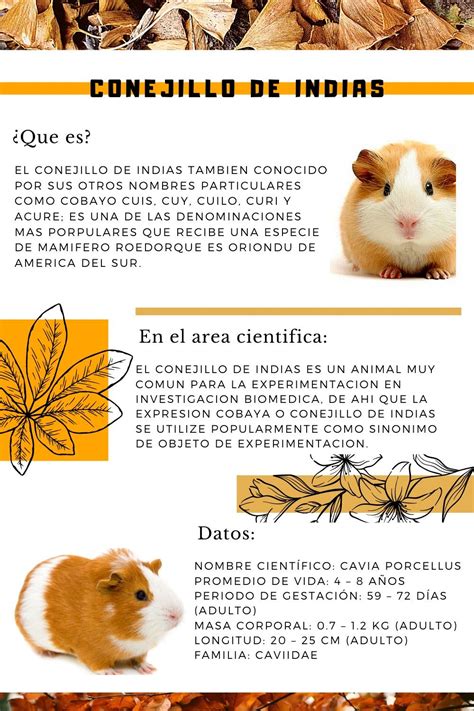 Imagenes De Cuyos