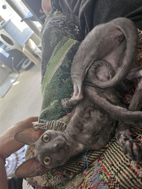 This Little Cornball Rcornishrex