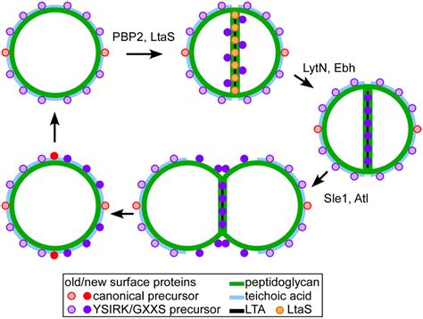 Staphylococcus Aureus Missiakas Lab