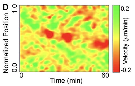 Velocity Maps Through Adapt Plugin Image Analysis Imagesc Forum