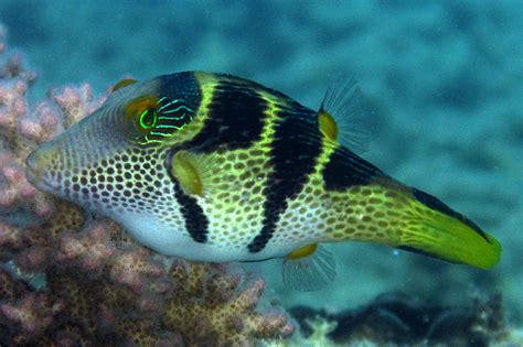 Canthigaster