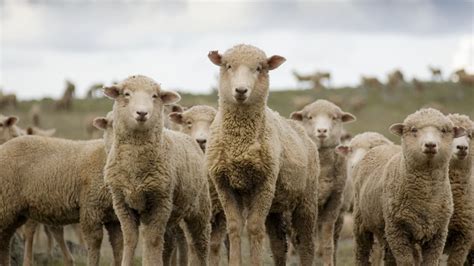 Farmer Shaun Wayne Taylor Admits Having Sex With His Livestock After Requesting Bail So He