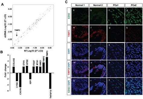 A Rt2 Profiler Pcr Array For Human Tumor Metastasis Genes In Du145