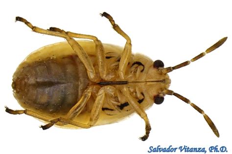 Hemiptera Heteroptera Lygaeidae Nysius False Chinch Bug Nymph B Urban Programs El Paso County