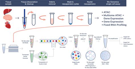 Mgc Single Cellnuclei Duke Molecular Physiology Institute Duke