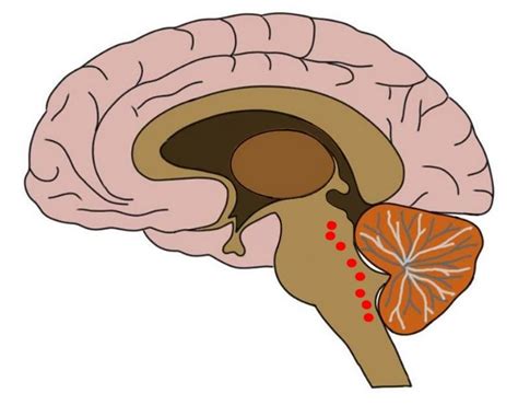 Know Your Brain Raphe Nuclei