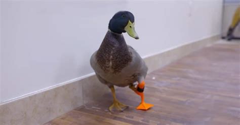 Waddles The Disabled Duck Walks For The First Time On His 3d Printed