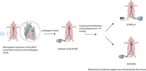 Haemodynamic Implications Of Va‐ecmo Vs Va‐ecmo Plus Impella Cp For