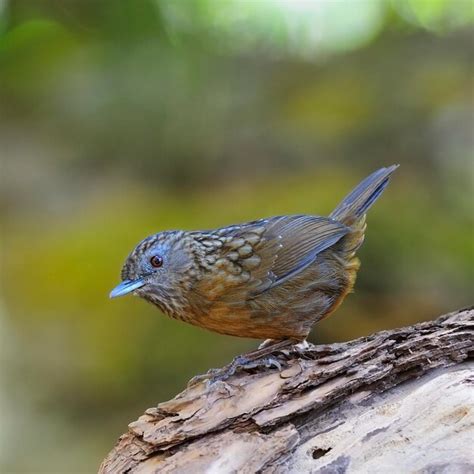 Premium Photo Streaked Wren Babbler