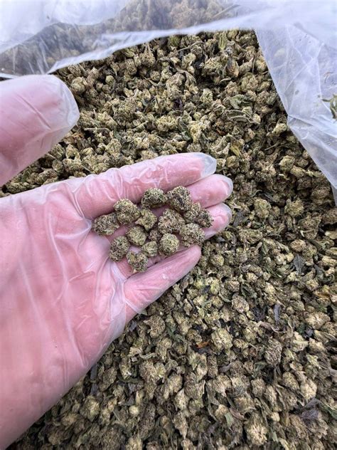 Royal Runts Strain La Flowers Menu