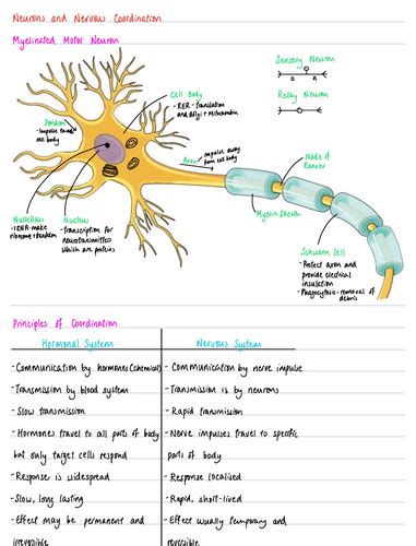 A Level Biology Notes Nervous Coordination And Muscles Teaching