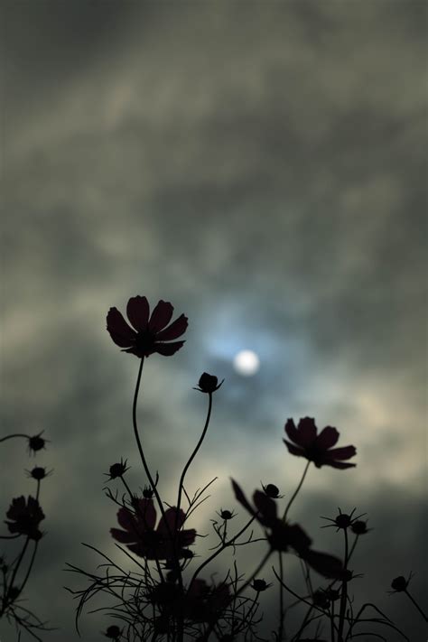 Best 13 Flowers Of The Night Artofit
