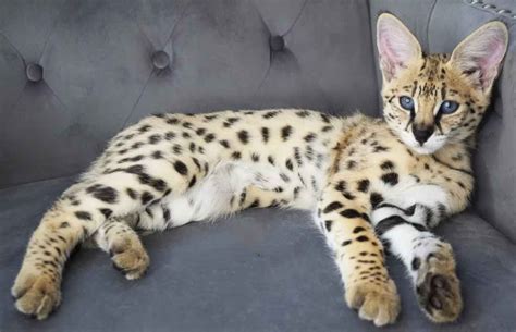 Savannah Kittens For Sale Luxury Savannahs Cat Breeder