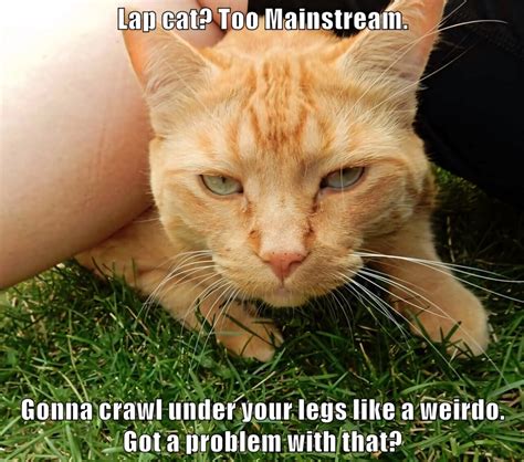 Mischievous Orange Tabby Cat Meme Fun Wallpaper Background Free
