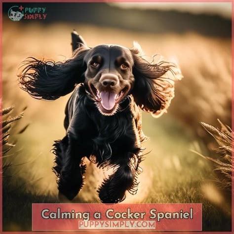 Are Cocker Spaniels Hyperactive Know The Truth