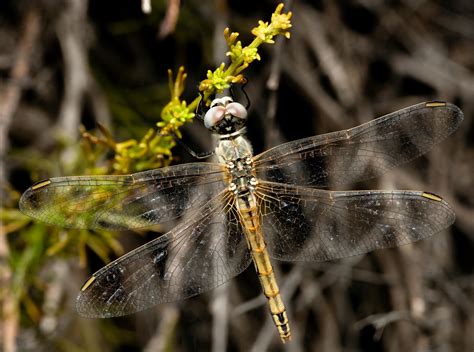 Dragonfly Images Photos Download The Best Free Dragonfly Images Stock
