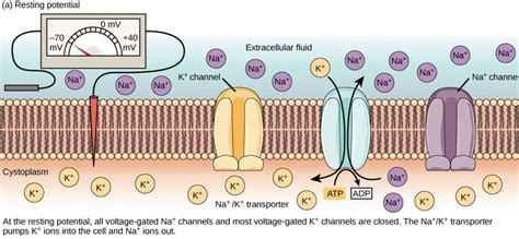 Bioelectricity Human Physiology