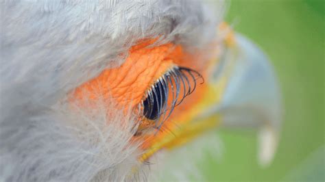 Gorgeous Eyelashes Of The Secretary Bird Discvrblog