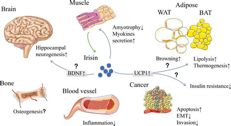 Irisin Molecular Structure