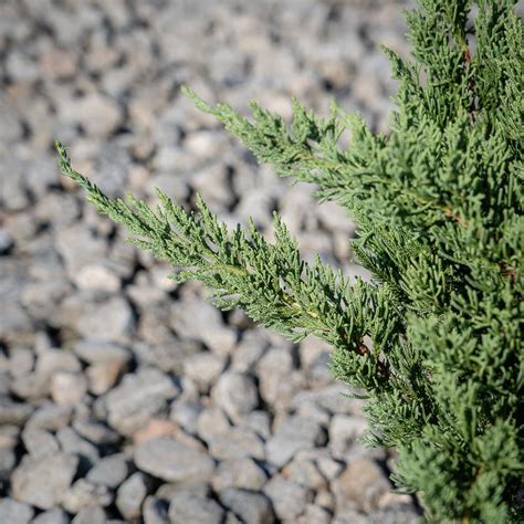 Juniperus Squamata Expansa Parsonii ~ Parsons Juniper Gobuyplants