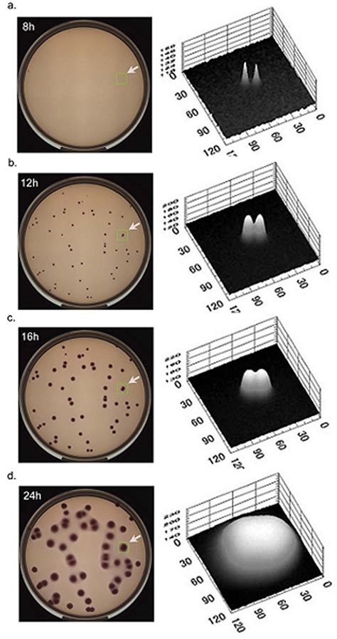 Touched And Connected Colonies Is Counted Correctly As Separated Colonies