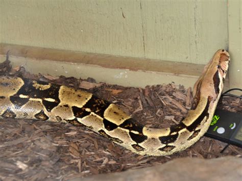 Boa Constrictor Boa Constrictor In Bird Kingdom