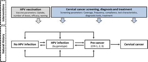 Hpv Cervical Cancer Treatment