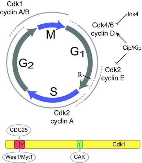 Cell Cycle Checkpoints Cdk Cyclin At Donald Edwards Blog
