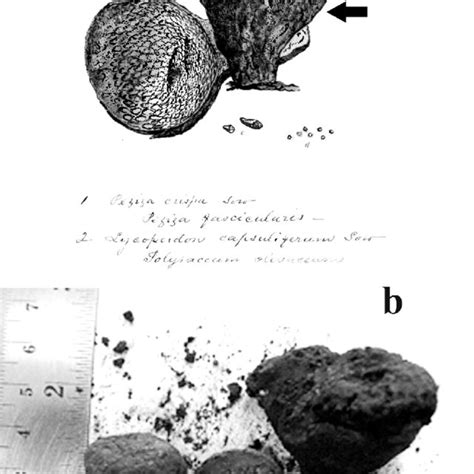 A Sowerbys Illustration Of Lycoperdon Capsuliferum Arrow B