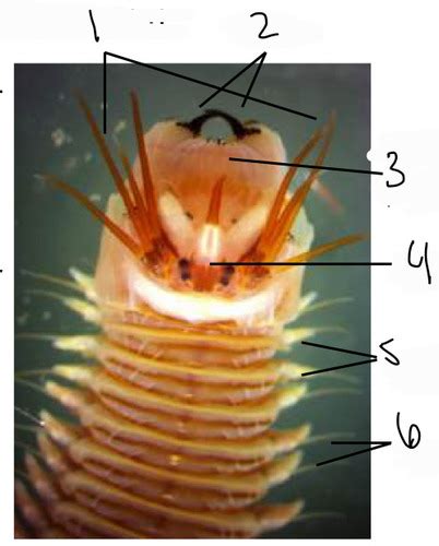 Phylum Annelida Class Errantia Diagram Flashcards Quizlet